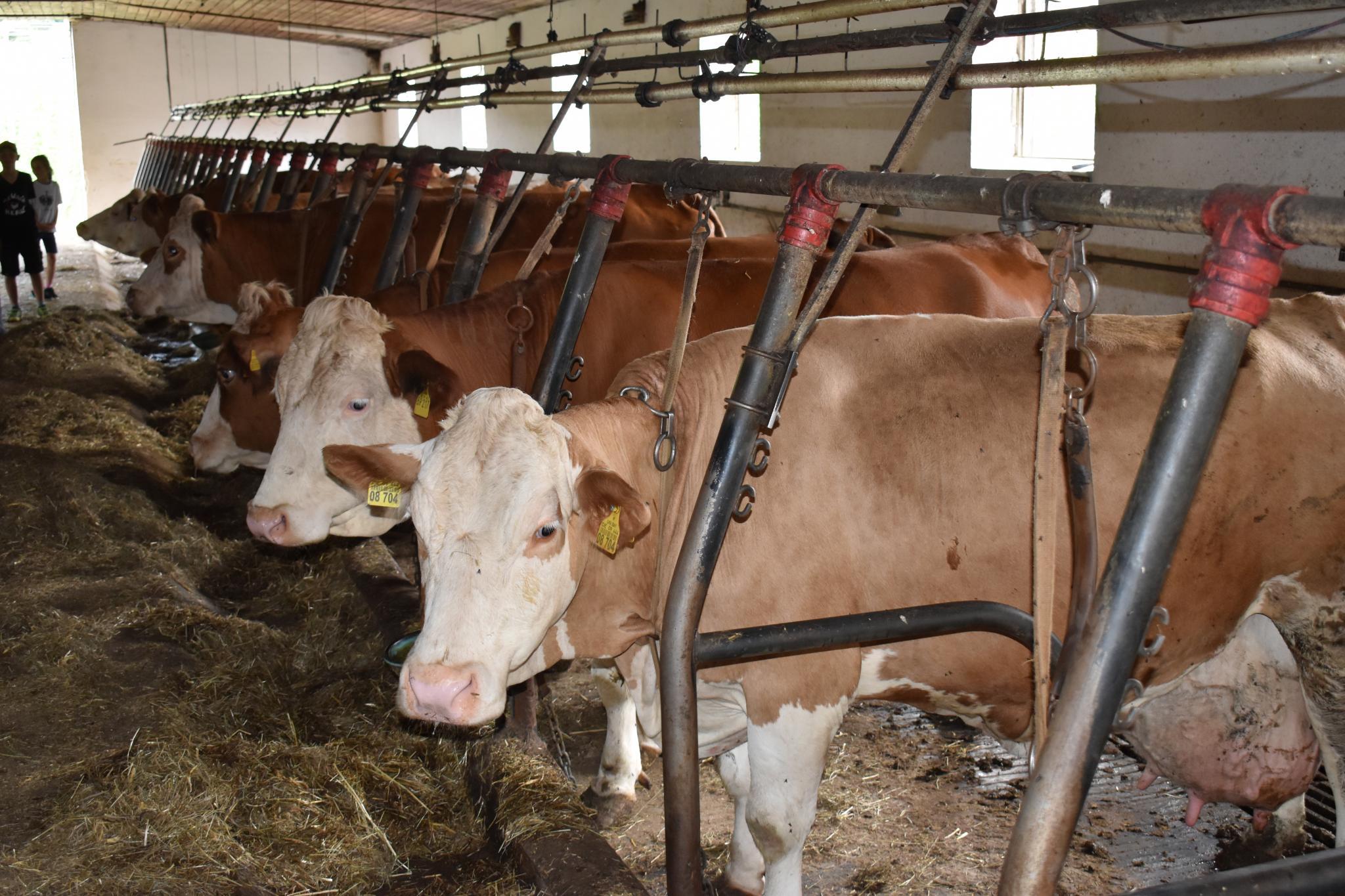 Wie kommt die Milch in die Kuh? - Mein Mühlhausen
